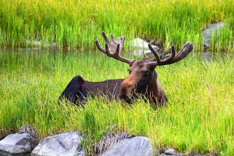 Everything you need to know about Girdwood, Alaska